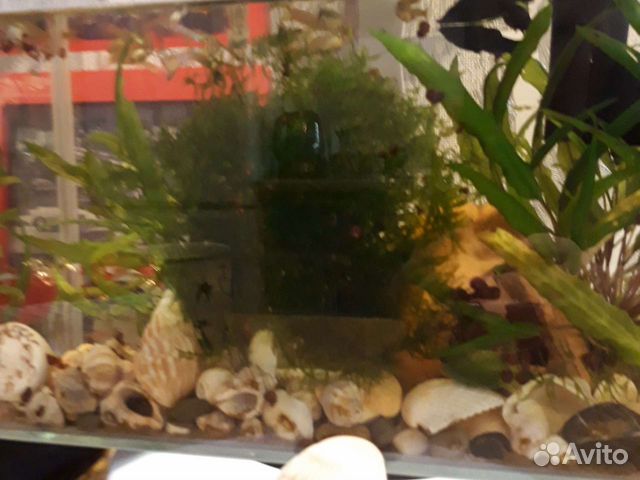 Аквариумные улитки, гуппи, водоросли