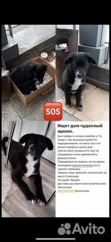 Щенок 4/5мес ищет дом
