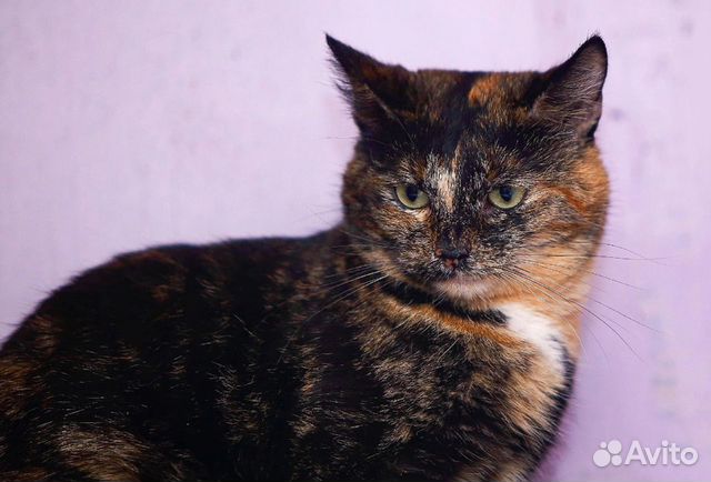 Любава в добрые руки