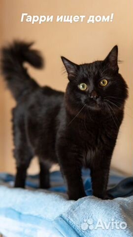 Кот из приюта в добрые руки