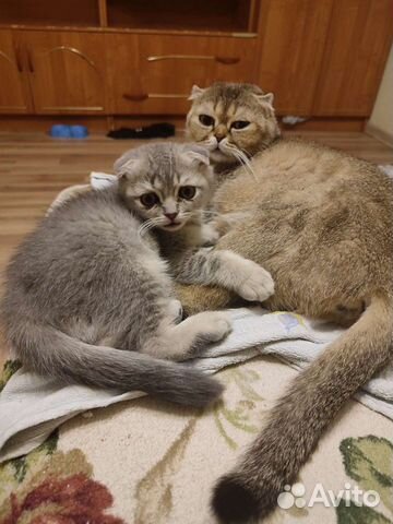 Вислоухая кошечка