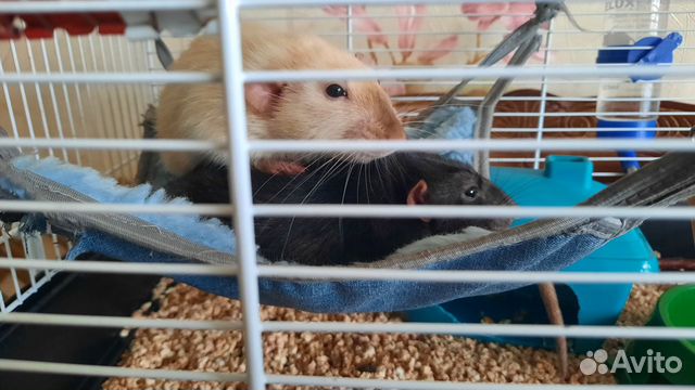 Декоративная крыса Дамбо (мальчики) с клеткой