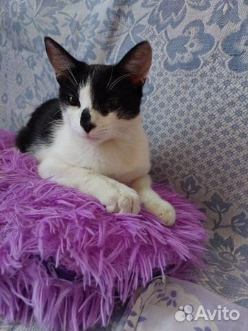 Стерилизованная Мушка ищет дом