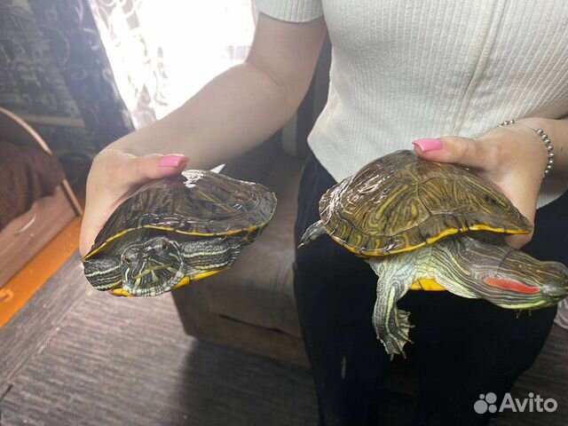Отдаю в добрые руки черепах