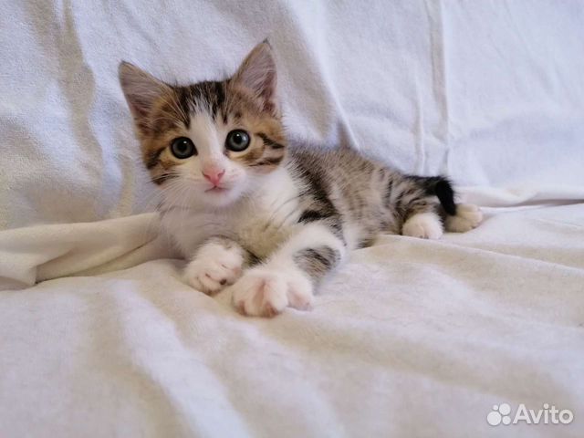 Кошка и котята в дар