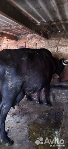Коровы дойные молочные