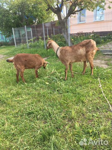 Нубийские козы