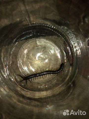 Скалапендра крымская