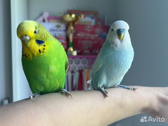 Попугаи волнистые чехи