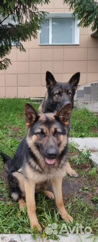 Щенки немецкой овчарки и бельгийца