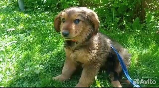 Щенок в добрые руки