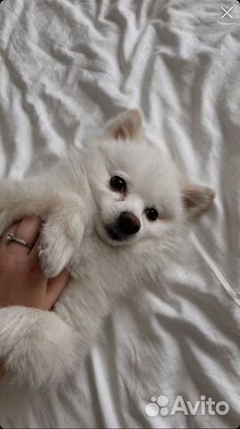 Немецкий шпиц вязка