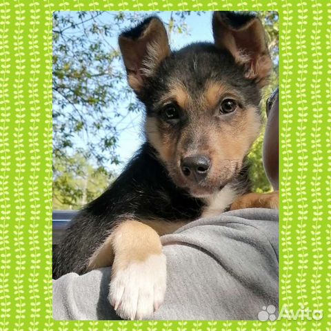 Щенок в добрые руки, бесплатно