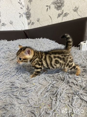 Бенгальские котята