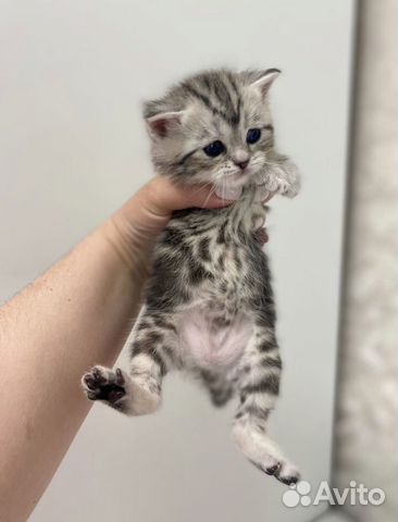 Шотландские вислоухие котята мраморные