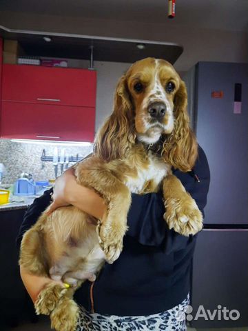 Щенки кокер спаниель