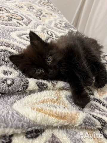 Котенок Алёнка (1,5 мес) ищет дом