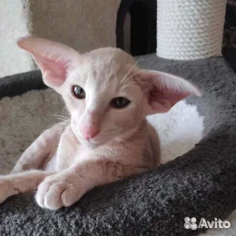 Ориентальные котята