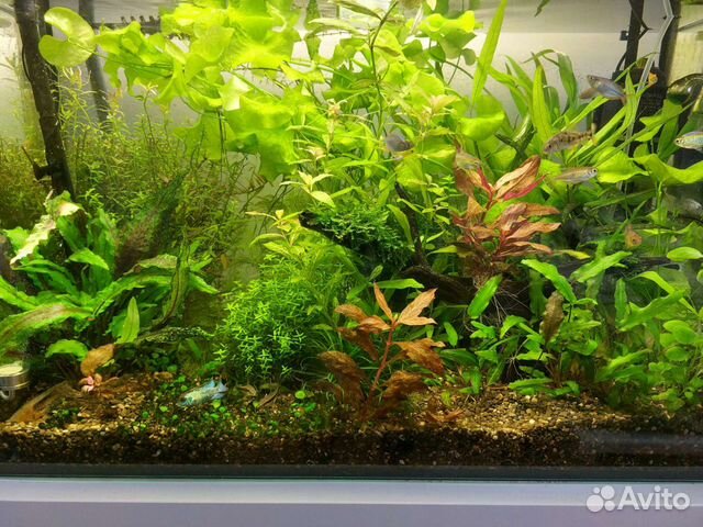 Растения для аквариума