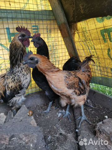 Петухи Люйкеданцзи