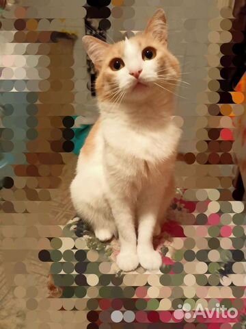 Милая кошечка Сонечка