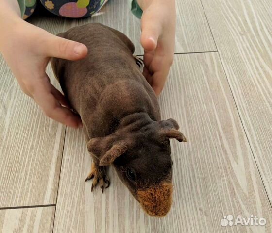 Морская свинка скинни