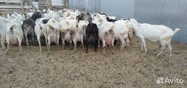 Продажа дойных коз