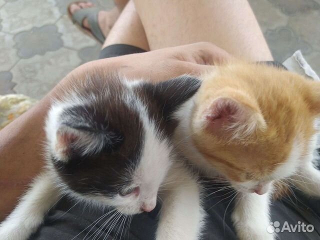 Котята дворянских кровей