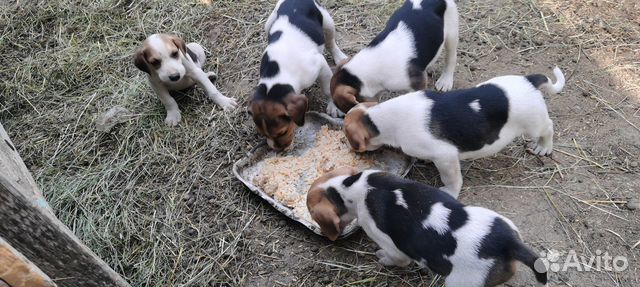 Русская пегая гончая