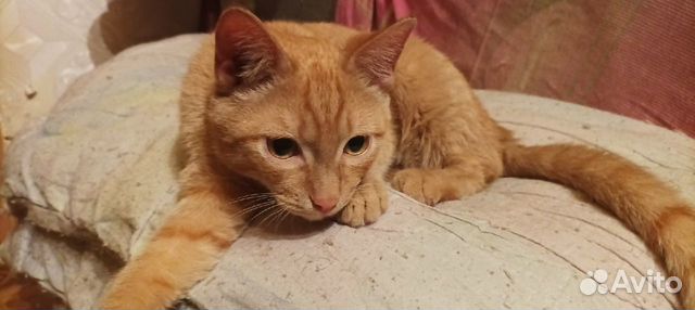 Отдам котика Рыжика