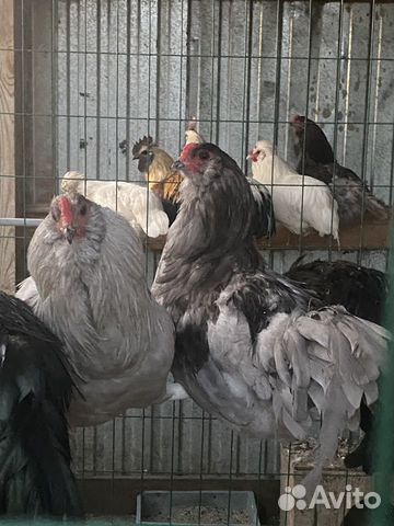 Петухи лакендайзи, амеруаканы