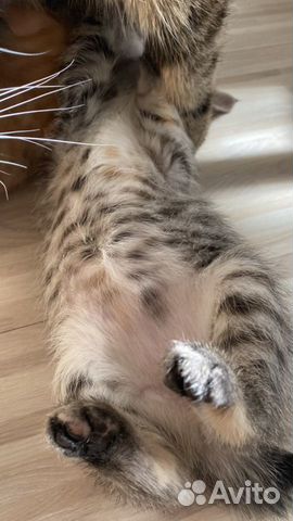 Полосатый котенок тигренок