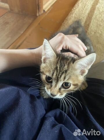 Котенок курилского бобтейла