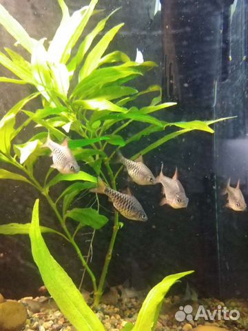 Барбус олиголепис (островной усач)