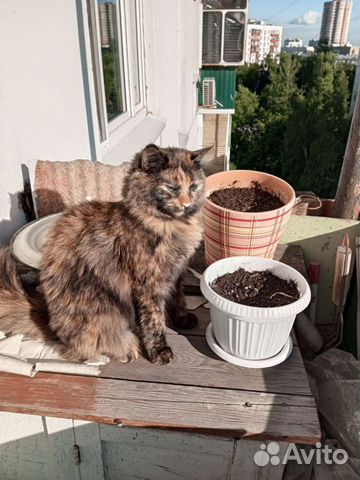 Кошечка в добрые руки