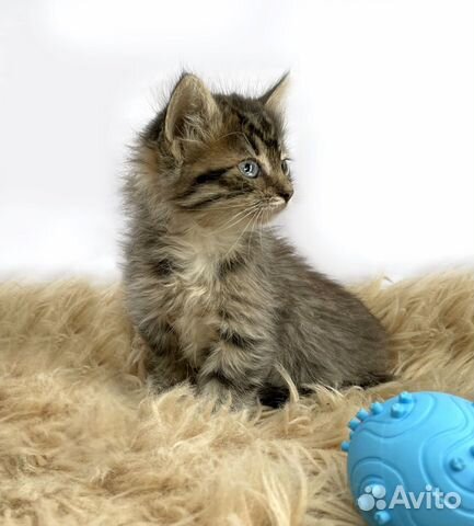 Котенок Клепа в добрые пуки