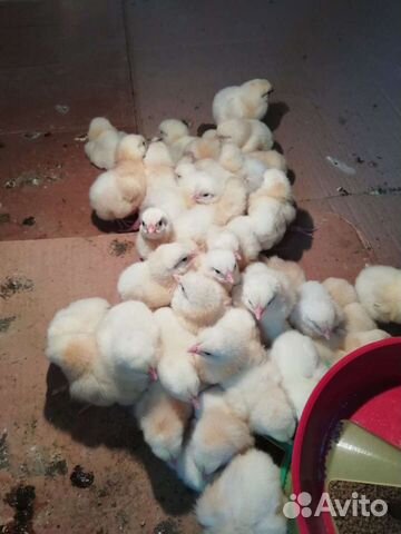 Цыплята бройлеры и несушки суточные