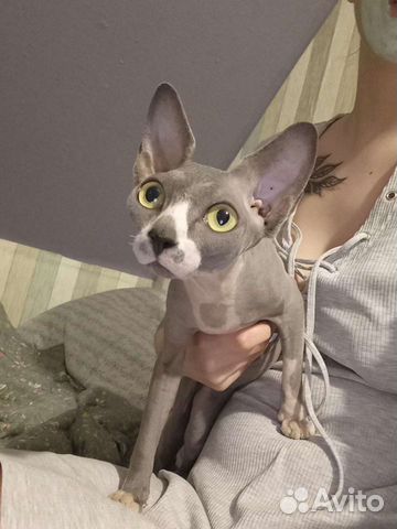 Канадский сфинкс кошка