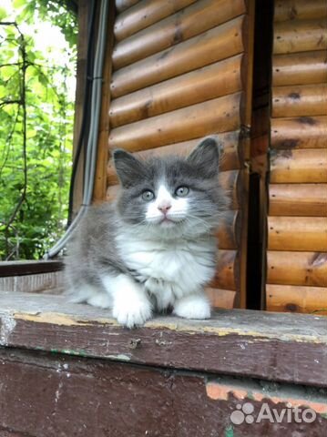 Котенок 1,5 мес