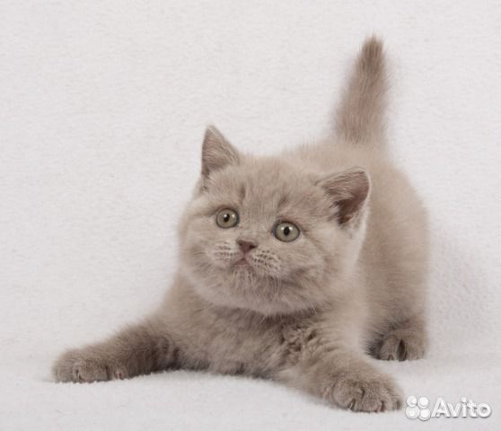 Британские котята