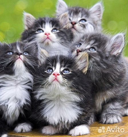 Сибирский котёнок