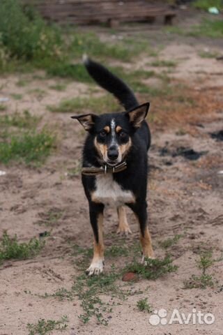 Подарите дом "особенному" песику