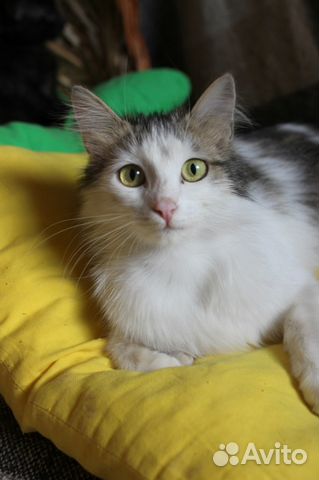 Отдам в добрые руки