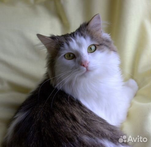 Отдам в добрые руки