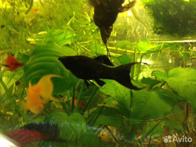 Черные молинезии,мечносцы, пицилии,креветки