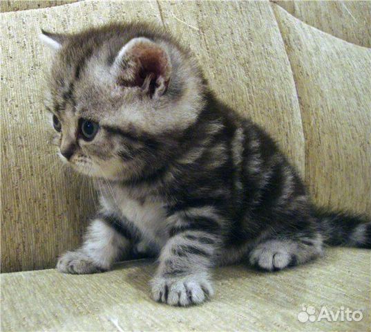 Британские котята