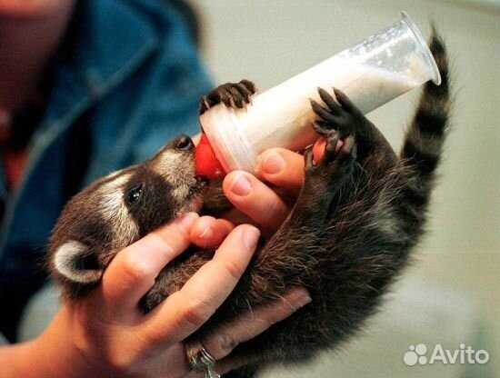 Енот-полоскун