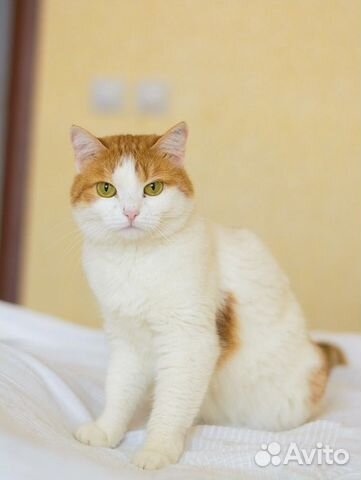 Скромница Ириска