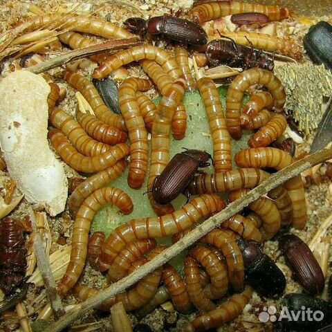Кормовые насекомые