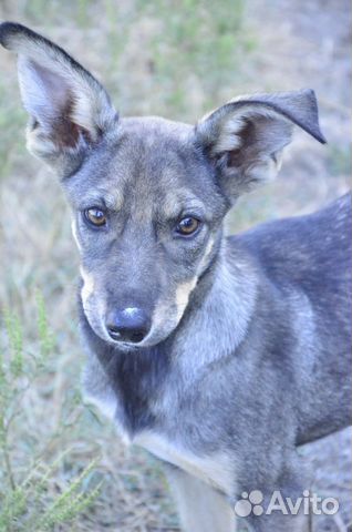 Собачка-подросток Влада